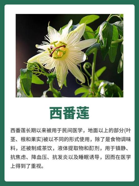 西番莲的功效与作用_西番莲怎么吃效果最好-第2张图片-山城妙识 西番莲的功效与作用_西番莲怎么吃效果最好-第2张图片-山城妙识