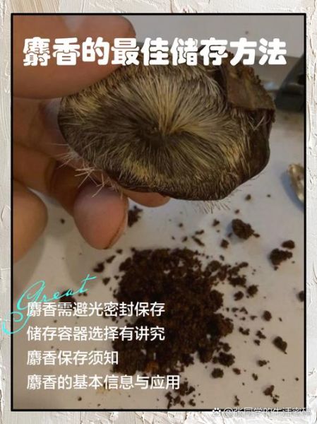 麝香的功效与作用有哪些_麝香有什么害处-第2张图片-山城妙识 麝香的功效与作用有哪些_麝香有什么害处-第2张图片-山城妙识