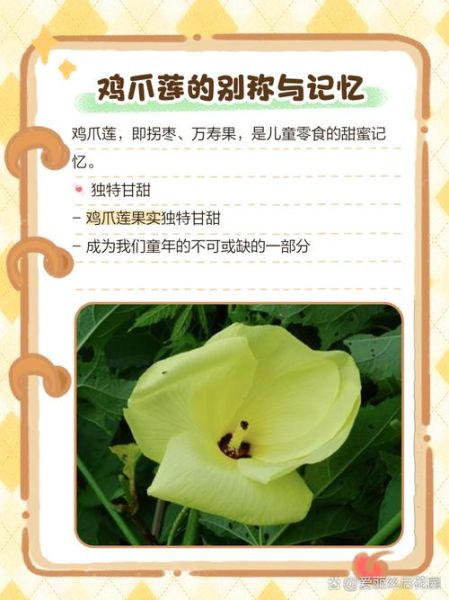 鸡爪莲图片_鸡爪莲和凤爪莲区别-第1张图片-山城妙识 鸡爪莲图片_鸡爪莲和凤爪莲区别-第1张图片-山城妙识