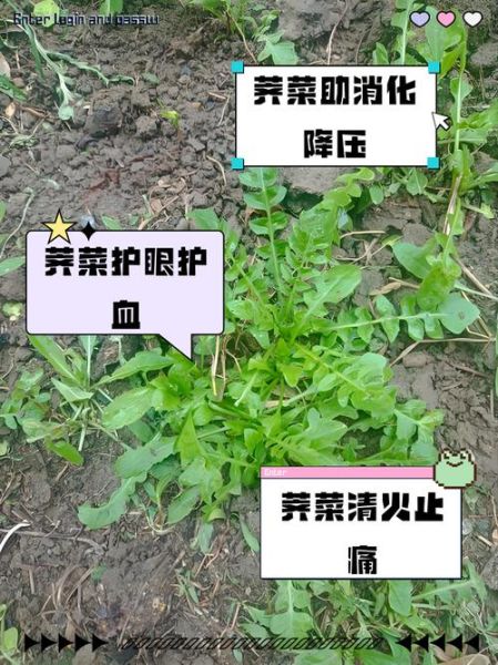 荠菜的功效与作用_荠菜图片欣赏-第1张图片-山城妙识 荠菜的功效与作用_荠菜图片欣赏-第1张图片-山城妙识