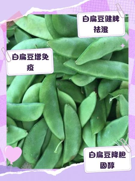 哪种是正宗的白扁豆_白扁豆真假辨别方法-第2张图片-山城妙识 哪种是正宗的白扁豆_白扁豆真假辨别方法-第2张图片-山城妙识