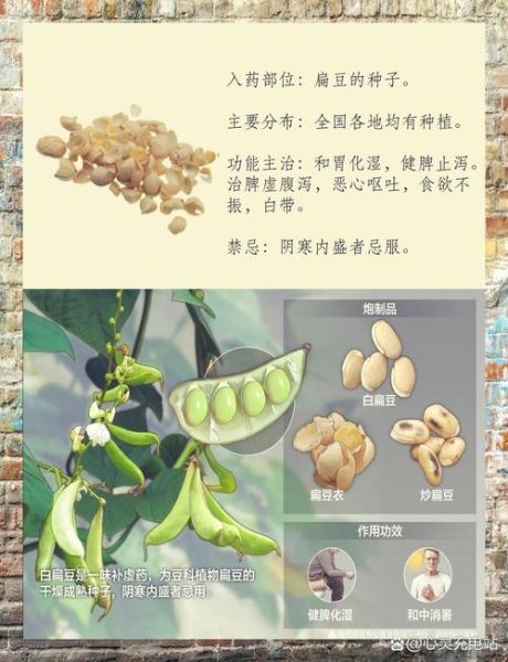 哪种是正宗的白扁豆_白扁豆真假辨别方法-第3张图片-山城妙识 哪种是正宗的白扁豆_白扁豆真假辨别方法-第3张图片-山城妙识