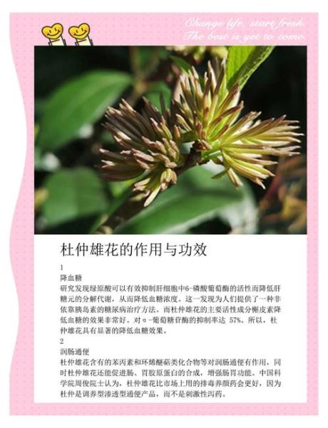 杜仲雄花作用骗局_杜仲雄花壮阳是真的吗-第1张图片-山城妙识 杜仲雄花作用骗局_杜仲雄花壮阳是真的吗-第1张图片-山城妙识