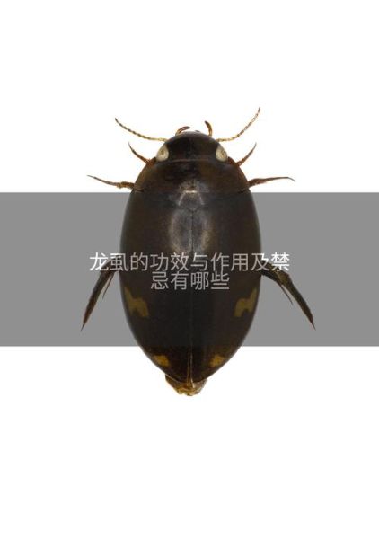 龙虱长什么样_龙虱有毒吗-第3张图片-山城妙识 龙虱长什么样_龙虱有毒吗-第3张图片-山城妙识