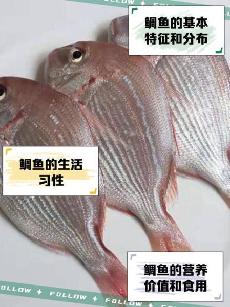 鲷鱼市场价多少钱一斤_鲷鱼价格影响因素-第3张图片-山城妙识 鲷鱼市场价多少钱一斤_鲷鱼价格影响因素-第3张图片-山城妙识