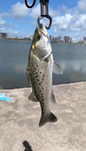 海鲈鱼和淡水鱼区别_如何挑选最新鲜的海鲈鱼-第3张图片-山城妙识