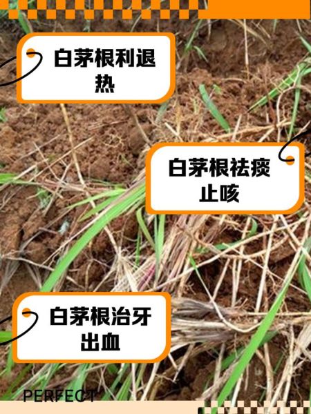 白茅根副作用有哪些_长期喝白茅根水安全吗-第2张图片-山城妙识 白茅根副作用有哪些_长期喝白茅根水安全吗-第2张图片-山城妙识