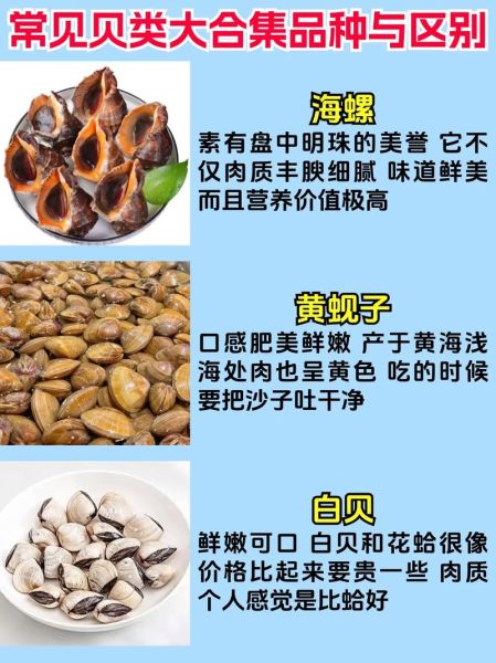 贝类有哪些_常见贝类品种大全-第1张图片-山城妙识 贝类有哪些_常见贝类品种大全-第1张图片-山城妙识