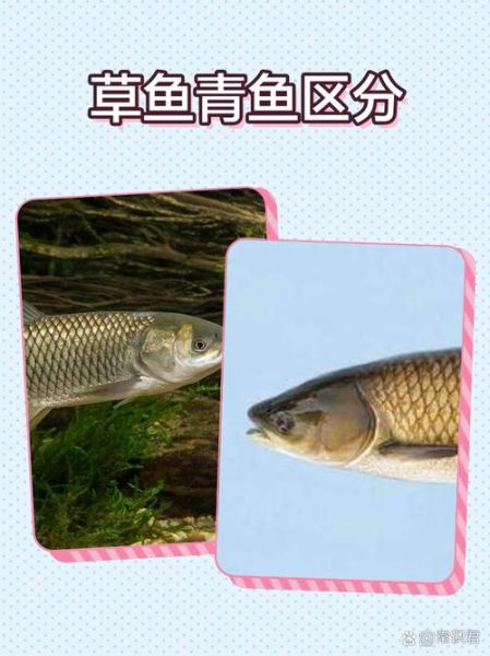 青鱼和草鱼有什么区别_青鱼草鱼哪个好吃-第2张图片-山城妙识 青鱼和草鱼有什么区别_青鱼草鱼哪个好吃-第2张图片-山城妙识