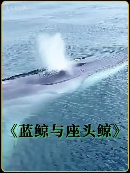 鲸鱼图片大全大图_如何分辨蓝鲸与座头鲸-第1张图片-山城妙识 鲸鱼图片大全大图_如何分辨蓝鲸与座头鲸-第1张图片-山城妙识