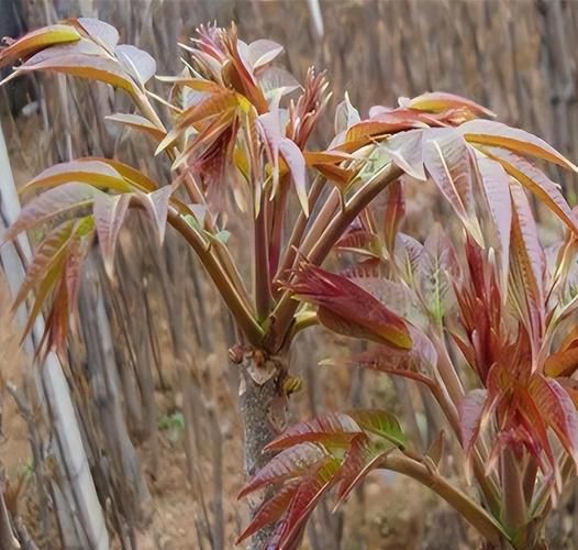 香椿树风水禁忌_香椿树种哪里最旺宅-第2张图片-山城妙识 香椿树风水禁忌_香椿树种哪里最旺宅-第2张图片-山城妙识