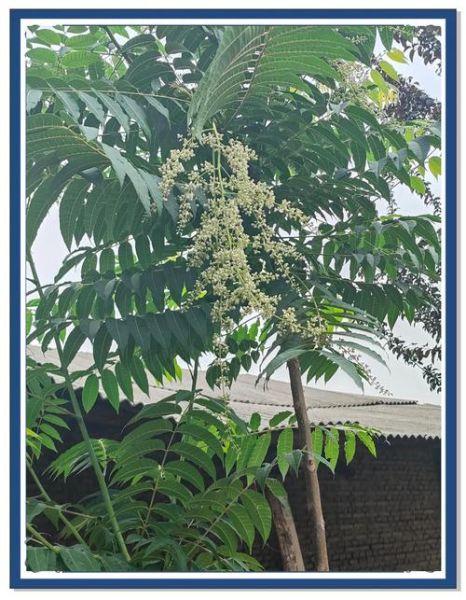 香椿树风水禁忌_香椿树种哪里最旺宅-第1张图片-山城妙识 香椿树风水禁忌_香椿树种哪里最旺宅-第1张图片-山城妙识