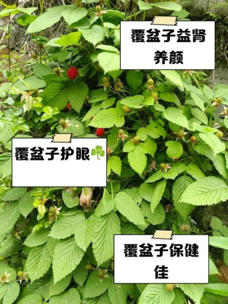 覆盆子图片_覆盆子功效与作用-第3张图片-山城妙识 覆盆子图片_覆盆子功效与作用-第3张图片-山城妙识
