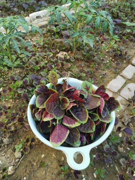 苋菜怎么摘_苋菜摘叶子还是整棵-第1张图片-山城妙识 苋菜怎么摘_苋菜摘叶子还是整棵-第1张图片-山城妙识