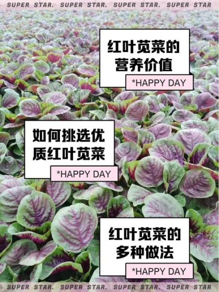苋菜怎么摘_苋菜摘叶子还是整棵-第2张图片-山城妙识 苋菜怎么摘_苋菜摘叶子还是整棵-第2张图片-山城妙识