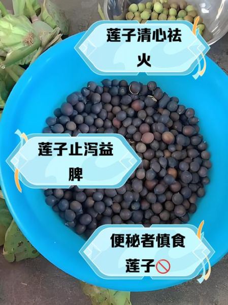 莲子功效与作用禁忌人群_哪些人不能吃莲子-第2张图片-山城妙识