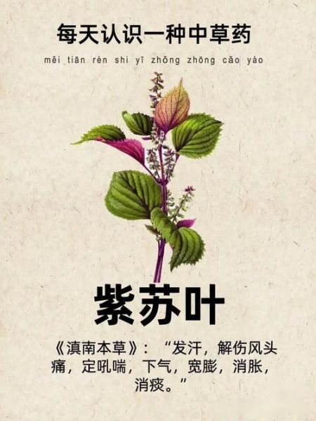 紫苏叶的功效与作用_紫苏叶的禁忌和食用方法-第3张图片-山城妙识 紫苏叶的功效与作用_紫苏叶的禁忌和食用方法-第3张图片-山城妙识