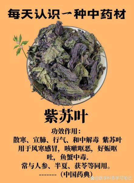 紫苏叶的功效与作用_紫苏叶的禁忌和食用方法-第2张图片-山城妙识 紫苏叶的功效与作用_紫苏叶的禁忌和食用方法-第2张图片-山城妙识