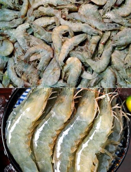 青虾怎么处理_青虾怎么清洗-第3张图片-山城妙识 青虾怎么处理_青虾怎么清洗-第3张图片-山城妙识