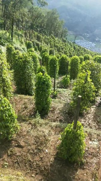 白胡椒价格最新行情_多少钱一斤-第1张图片-山城妙识 白胡椒价格最新行情_多少钱一斤-第1张图片-山城妙识