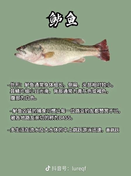 鲈鱼品种有哪些_鲈鱼怎么分辨-第1张图片-山城妙识