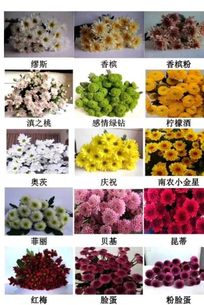 小雏菊为什么不能送人_小雏菊送人的禁忌-第1张图片-山城妙识 小雏菊为什么不能送人_小雏菊送人的禁忌-第1张图片-山城妙识