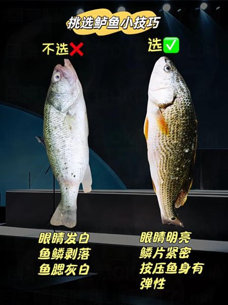 鲈鱼品种有哪些_鲈鱼怎么分辨-第3张图片-山城妙识