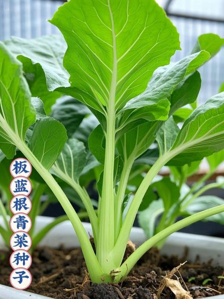 青菜图片大全大图_青菜种类识别图解-第3张图片-山城妙识