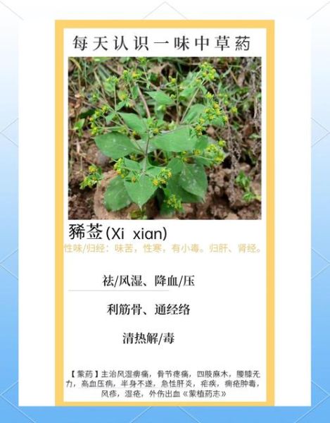 豨莶草怎么读_豨莶草的功效与作用-第1张图片-山城妙识 豨莶草怎么读_豨莶草的功效与作用-第1张图片-山城妙识