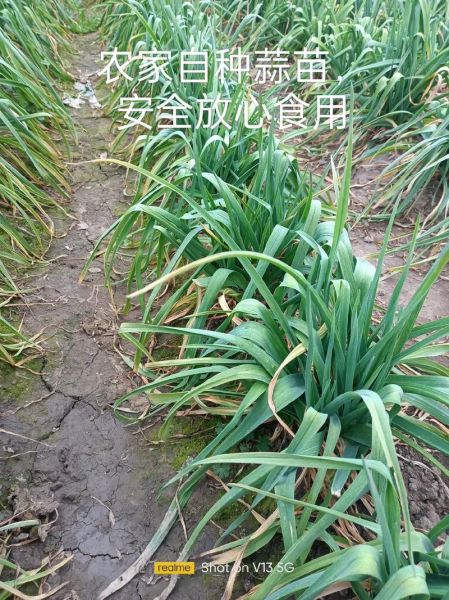 青蒜是什么类_青蒜和蒜苗的区别-第2张图片-山城妙识