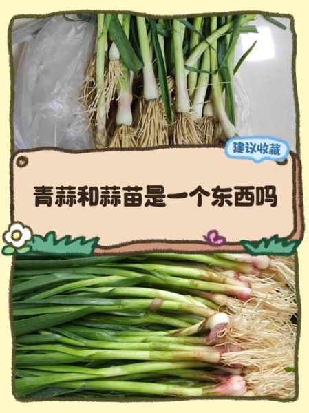 青蒜是什么类_青蒜和蒜苗的区别-第1张图片-山城妙识
