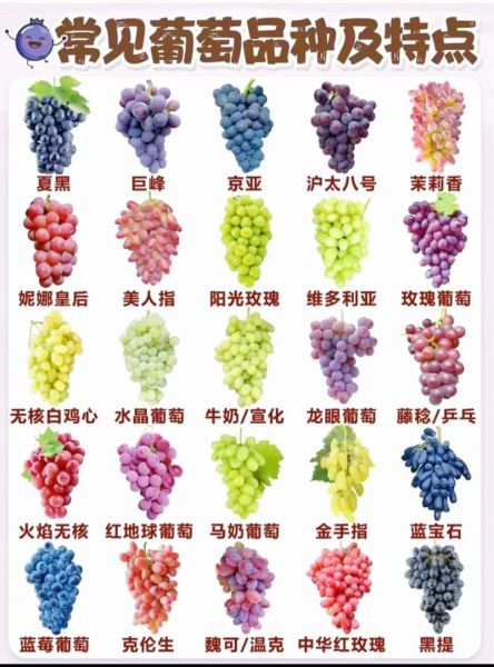 葡萄品种大全图片_如何识别常见品种-第1张图片-山城妙识