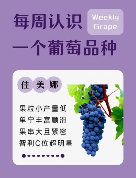 葡萄品种大全图片_如何识别常见品种-第2张图片-山城妙识