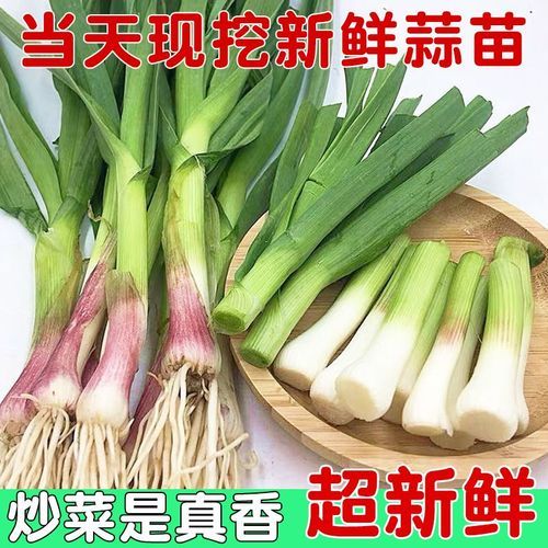 青蒜是什么类_青蒜和蒜苗的区别-第3张图片-山城妙识