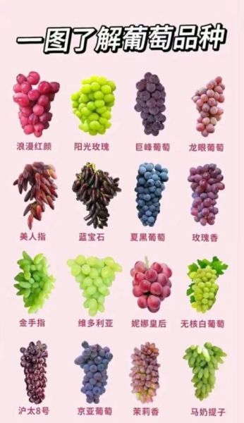 葡萄品种大全图片_如何识别常见品种-第3张图片-山城妙识