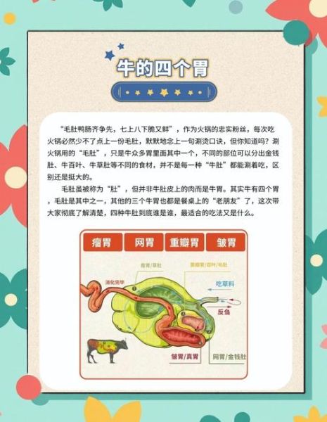 牛肚子里的旅行_牛有几个胃-第2张图片-山城妙识 牛肚子里的旅行_牛有几个胃-第2张图片-山城妙识