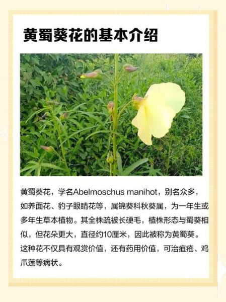 黄蜀葵花泡水喝的功效与作用_黄蜀葵花泡水喝的禁忌-第2张图片-山城妙识 黄蜀葵花泡水喝的功效与作用_黄蜀葵花泡水喝的禁忌-第2张图片-山城妙识