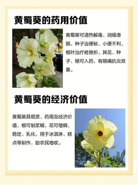 黄蜀葵花泡水喝的功效与作用_黄蜀葵花泡水喝的禁忌-第3张图片-山城妙识 黄蜀葵花泡水喝的功效与作用_黄蜀葵花泡水喝的禁忌-第3张图片-山城妙识