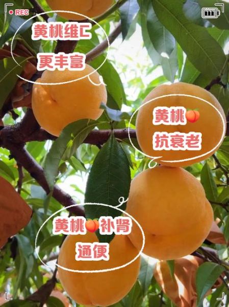 黄桃和水蜜桃哪个营养高_孕妇能吃桃子吗-第1张图片-山城妙识 黄桃和水蜜桃哪个营养高_孕妇能吃桃子吗-第1张图片-山城妙识