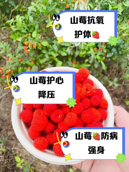 山莓的功效与作用_山莓怎么吃效果最好-第1张图片-山城妙识 山莓的功效与作用_山莓怎么吃效果最好-第1张图片-山城妙识