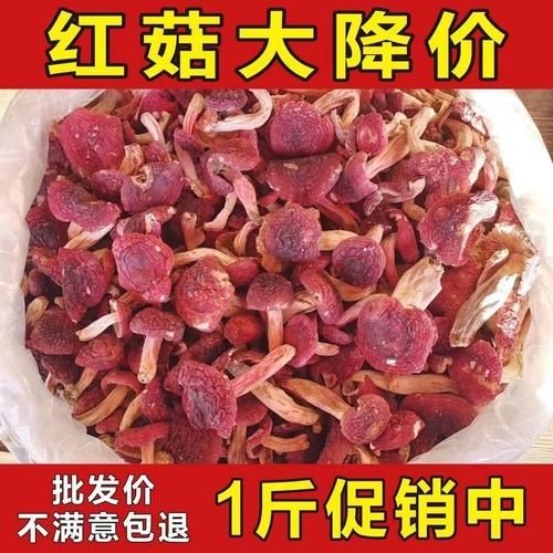 红蘑菇多少钱一斤_野生红蘑菇价格行情-第3张图片-山城妙识 红蘑菇多少钱一斤_野生红蘑菇价格行情-第3张图片-山城妙识