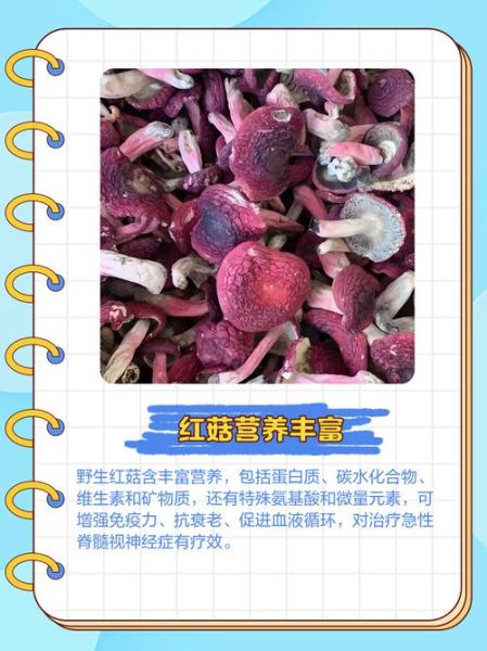 红蘑菇多少钱一斤_野生红蘑菇价格行情-第2张图片-山城妙识 红蘑菇多少钱一斤_野生红蘑菇价格行情-第2张图片-山城妙识