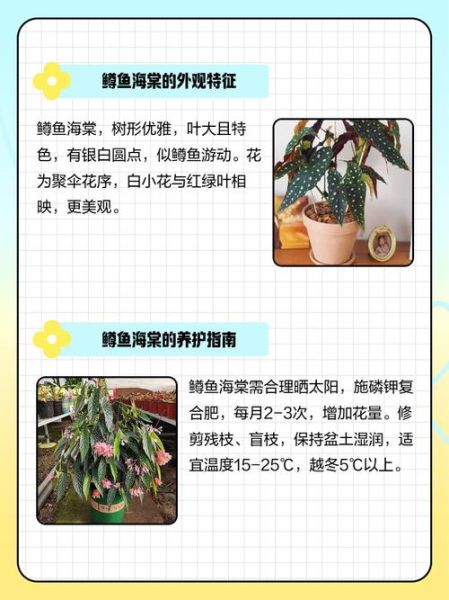 鳟鱼海棠怎么养_鳟鱼海棠有毒吗-第2张图片-山城妙识