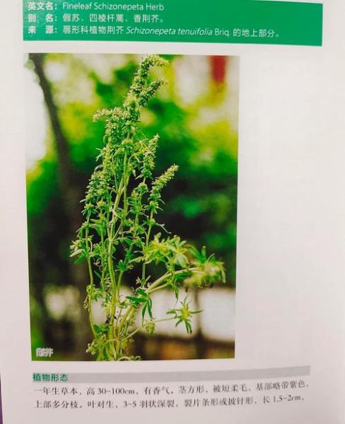荆芥长什么样_荆芥与薄荷如何区分-第3张图片-山城妙识 荆芥长什么样_荆芥与薄荷如何区分-第3张图片-山城妙识