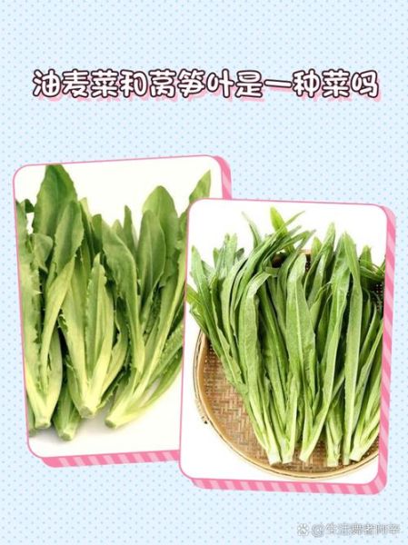 莴笋叶能生吃吗_生吃莴笋叶安全吗-第3张图片-山城妙识 莴笋叶能生吃吗_生吃莴笋叶安全吗-第3张图片-山城妙识