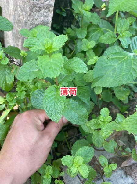 荆芥长什么样_荆芥与薄荷如何区分-第1张图片-山城妙识 荆芥长什么样_荆芥与薄荷如何区分-第1张图片-山城妙识