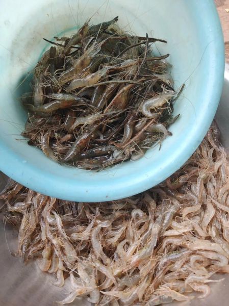 野生河虾吃什么食物_野生河虾主要食物来源-第3张图片-山城妙识 野生河虾吃什么食物_野生河虾主要食物来源-第3张图片-山城妙识
