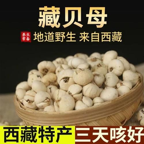 藏贝母和川贝母的区别_哪个止咳更好-第3张图片-山城妙识 藏贝母和川贝母的区别_哪个止咳更好-第3张图片-山城妙识