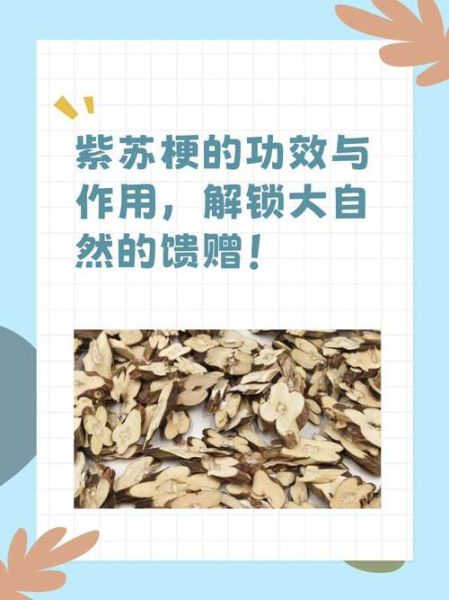 苏梗的功效与作用及禁忌_孕妇能吃苏梗吗-第3张图片-山城妙识 苏梗的功效与作用及禁忌_孕妇能吃苏梗吗-第3张图片-山城妙识