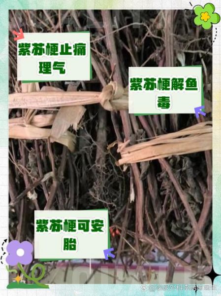 苏梗的功效与作用及禁忌_孕妇能吃苏梗吗-第2张图片-山城妙识 苏梗的功效与作用及禁忌_孕妇能吃苏梗吗-第2张图片-山城妙识